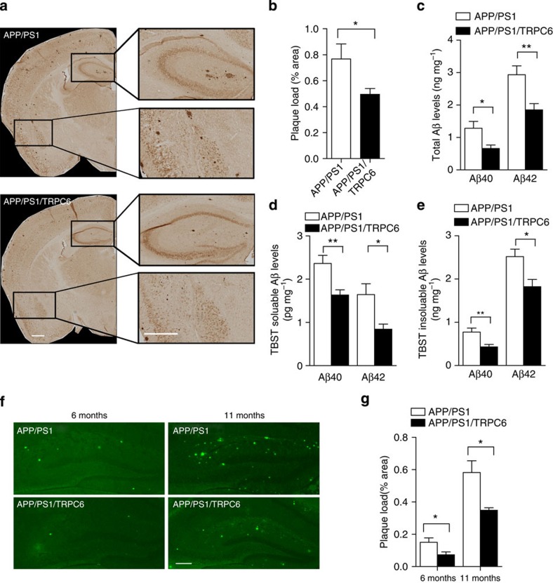 APP/PS1/TRPC6小鼠的β淀粉样蛋白（Aβ）水平降低-复旦大学脑科学转化研究院