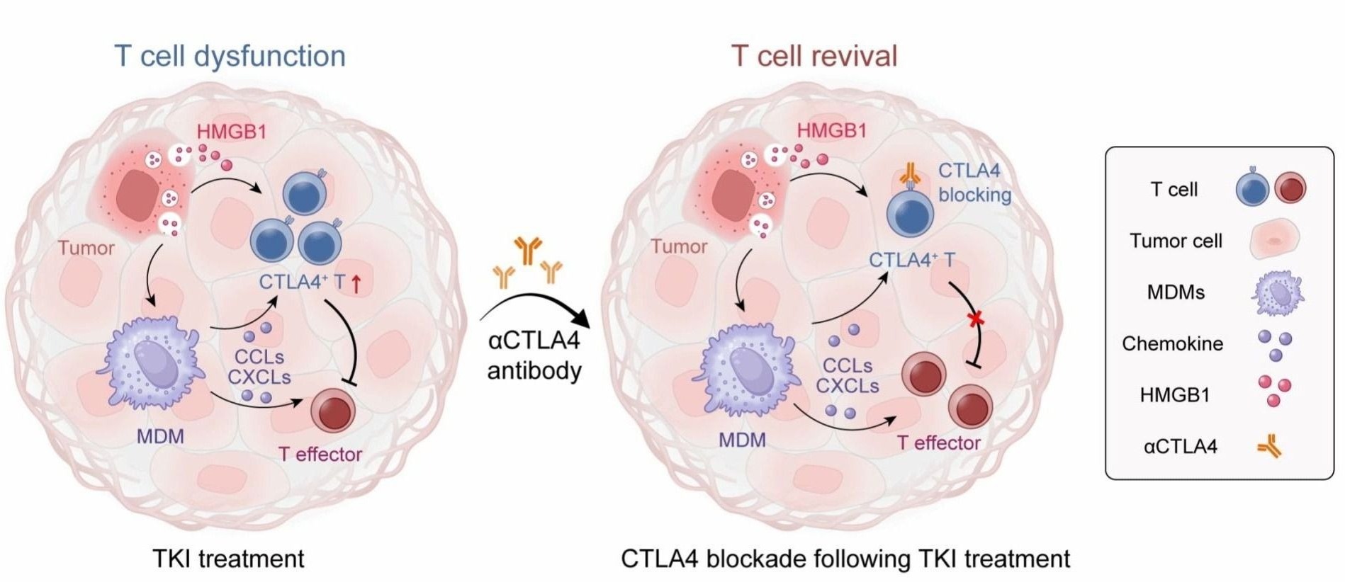 Cancer Cell | 迟喻丹/毛颖团队携手攻克肺癌脑转移的耐药难题-复旦大学脑科学转化研究院