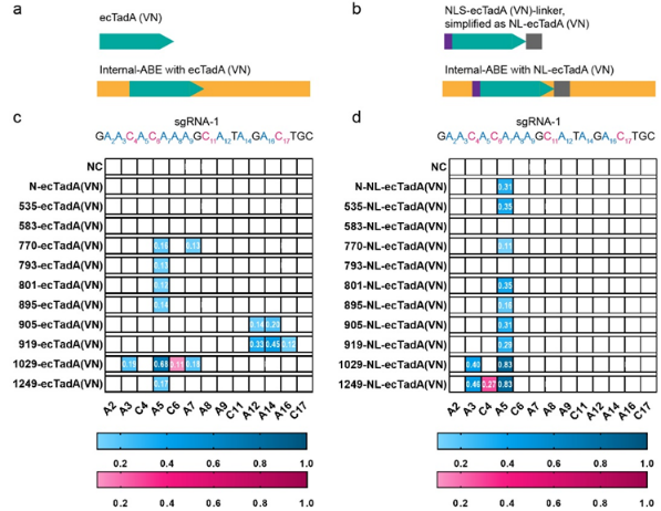 Nature Communications|程田林团队探索碱基编辑器开发新思路，筛选改造TadA同源蛋白实现胞嘧啶和腺嘌呤的共同编辑-复旦大学 ...