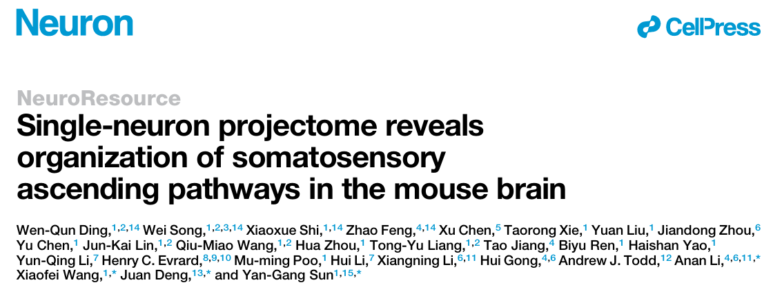 Neuron | Single-neuron projectome reveals organization of somatosensory ...
