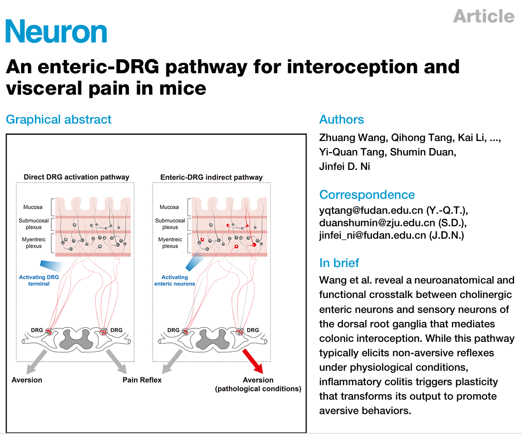 Neuron | 复旦脑转化院倪金飞课题组揭示肠道内感觉和内脏痛的新机制：肠道内源性神经元和DRG感觉神经的对话-复旦大学脑科学转化研究院