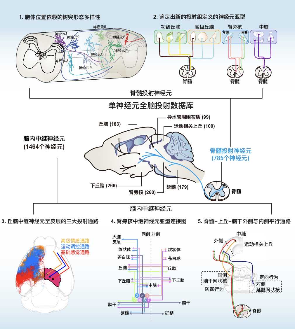Neuron | Single-neuron projectome reveals organization of somatosensory ...